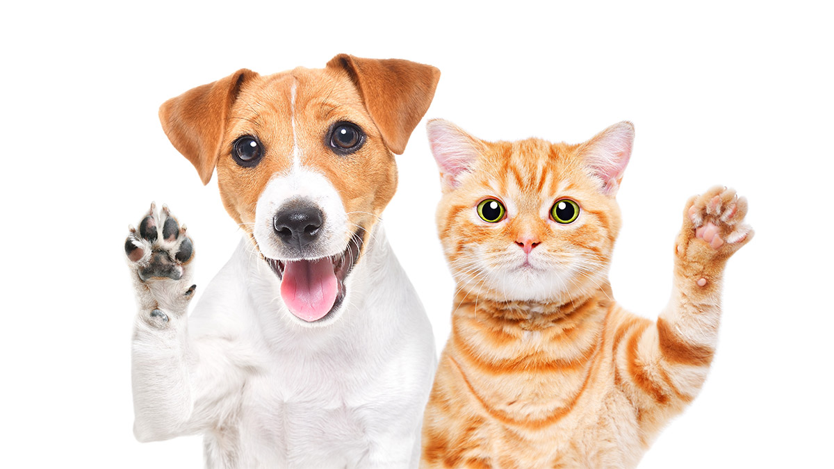 Animal Side - Animal Encyclopedia